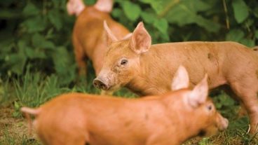 The 'Bacon Pig' - Ohio Farm Bureau