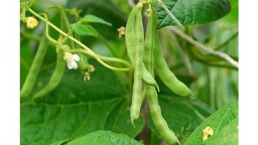 The Charm of Growing Beans - Ohio Farm Bureau