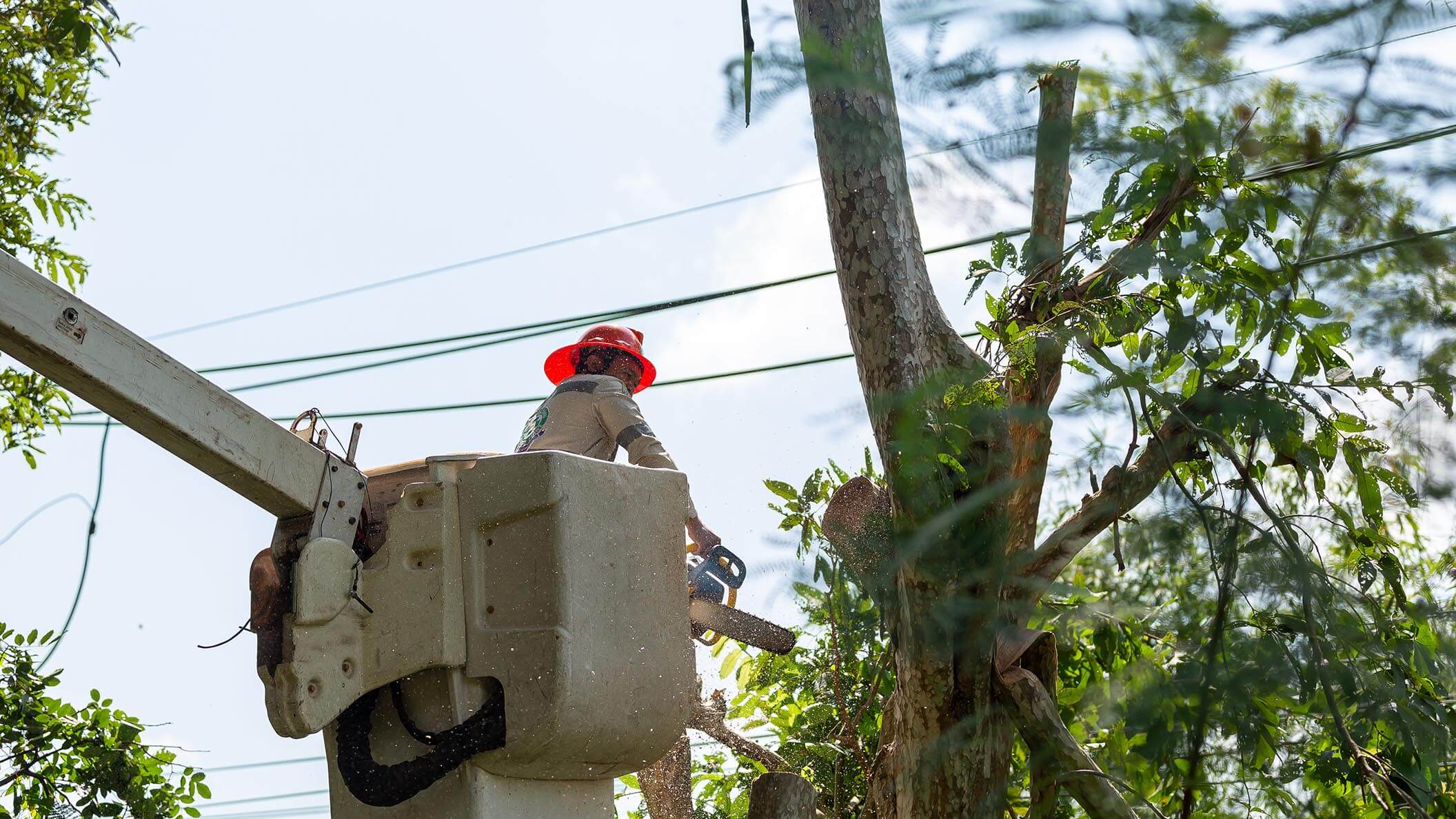 Legal with Leah: What you need to know about Tree Law - Ohio Farm Bureau