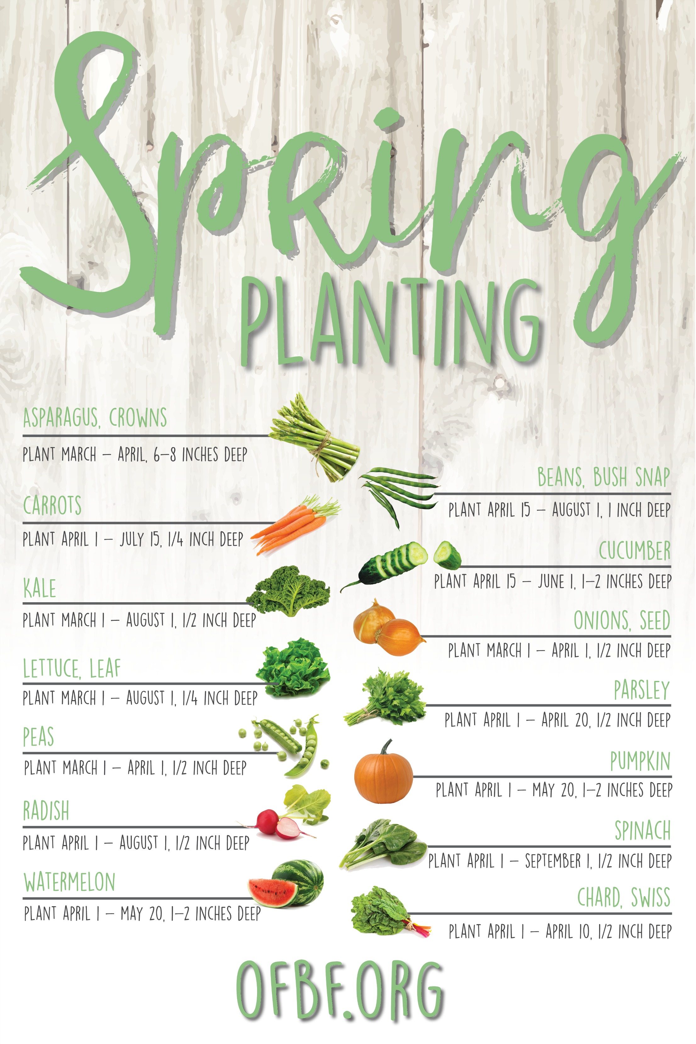 Spring Planting Advice Straight From The Source Horseradish Honey