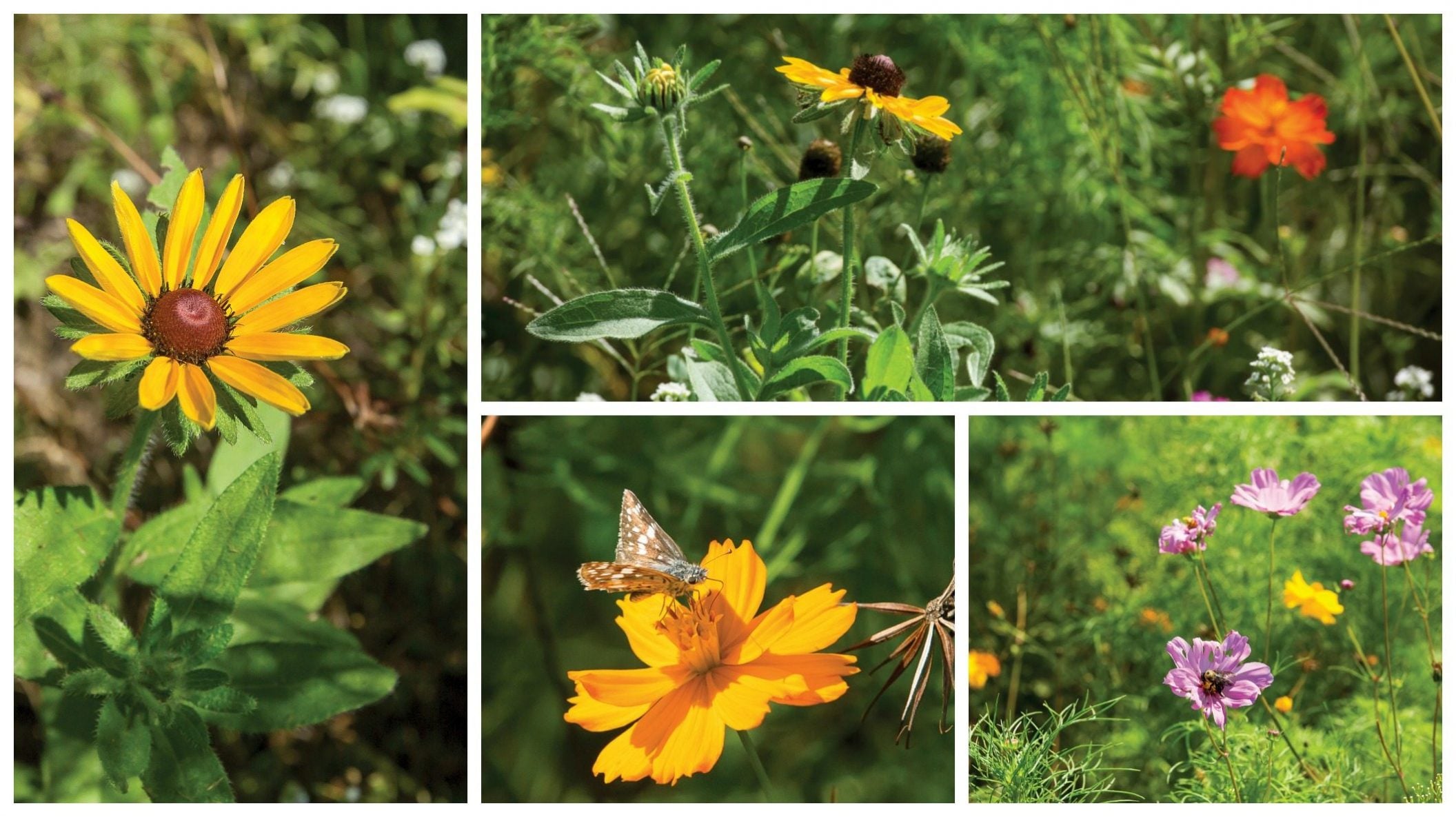 Cover crops come to home gardens - Ohio Farm Bureau