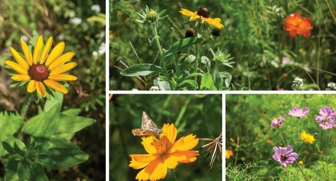 Cover crops come to home gardens - Ohio Farm Bureau