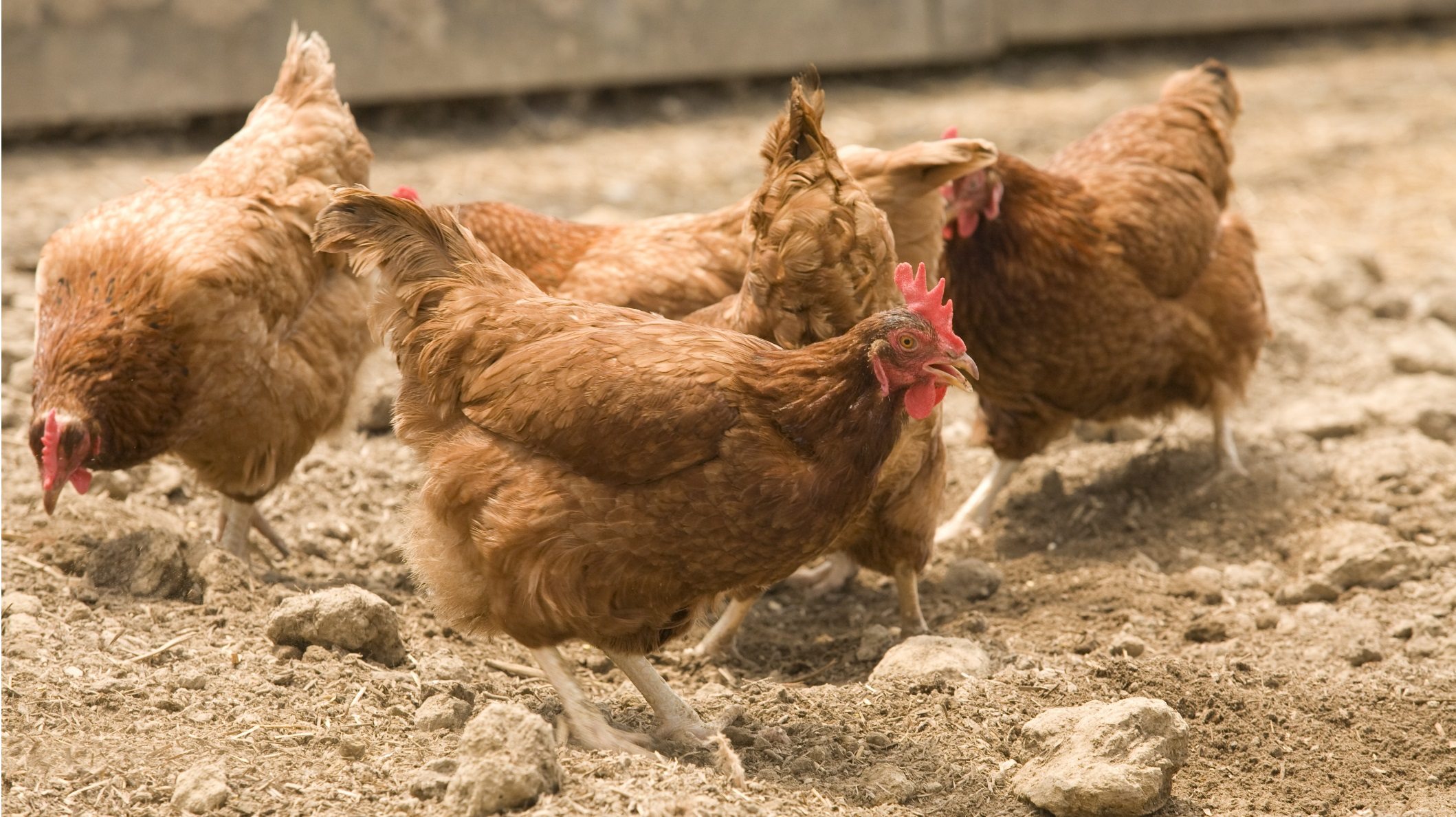 Ohio Farm Bureau - Strong Agriculture Communities Start Here
