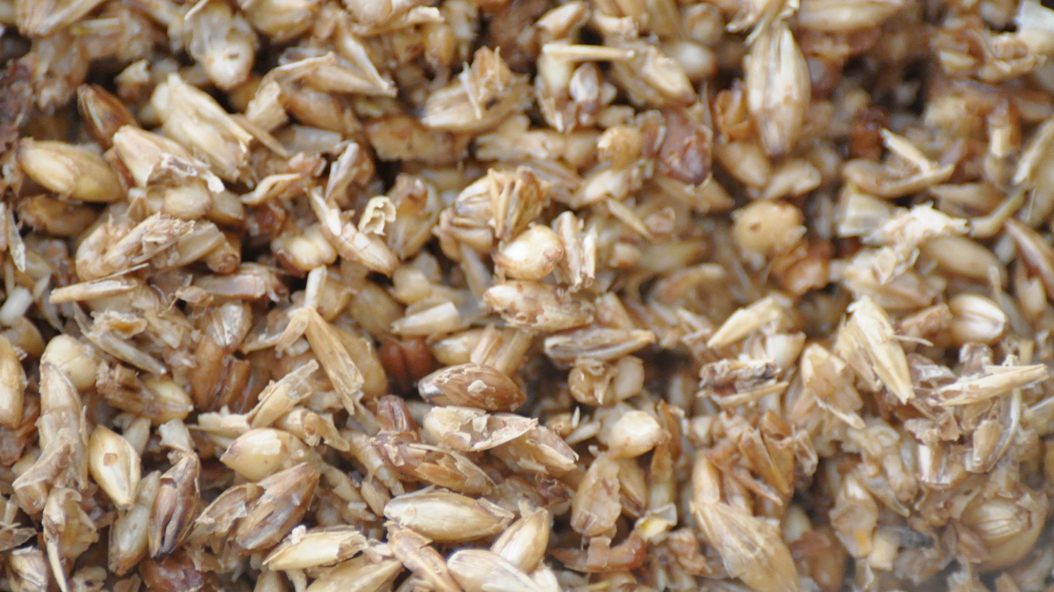 Free brewery spent grains available - Ohio Farm Bureau