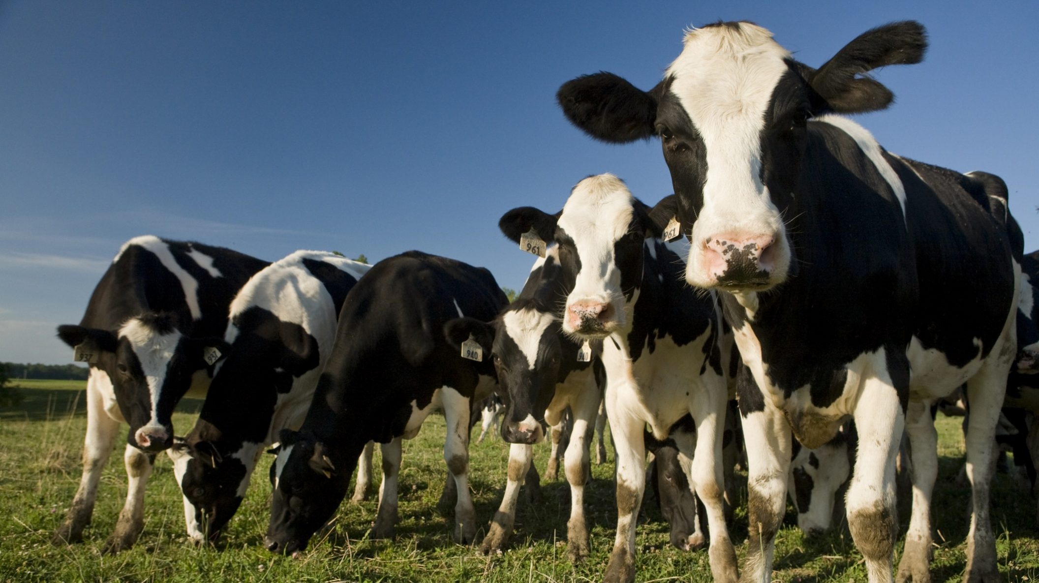 Churning over the rich heritage of dairy cows - Ohio Farm Bureau