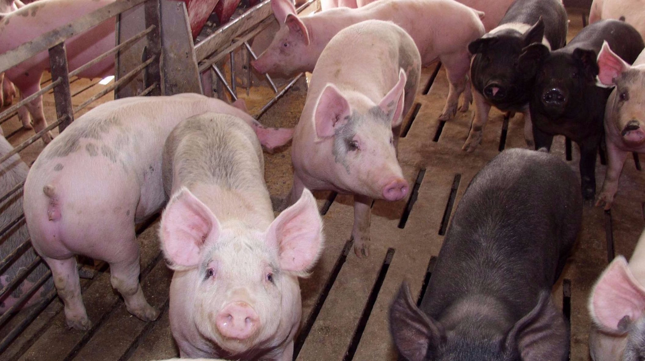 Ractopamine ban at state, county fairs has ripple effect in pork ...