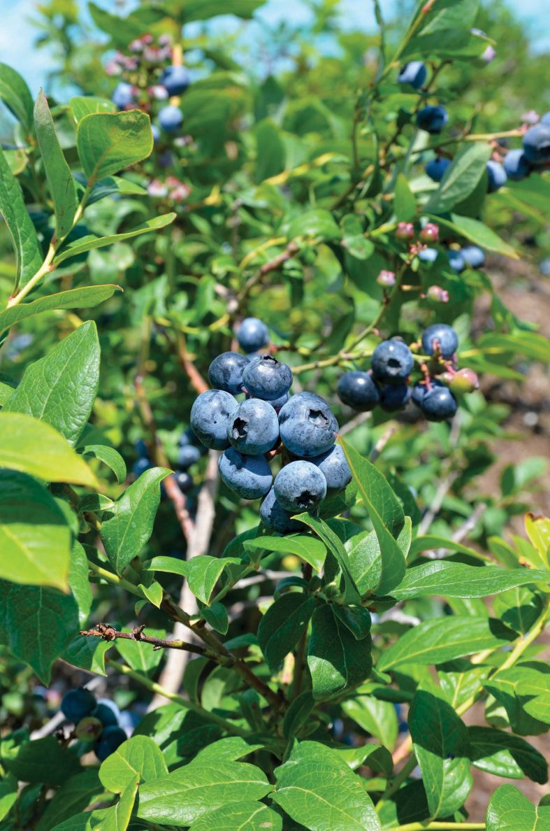 Southern Ohio farm grows bright blueberries next to green turf - Ohio ...