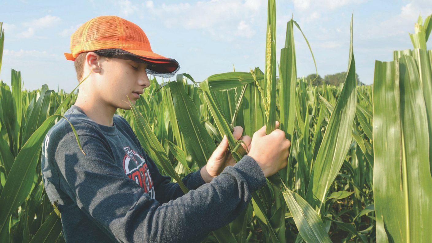 Detasseling corn in the summer heat - Ohio Farm Bureau