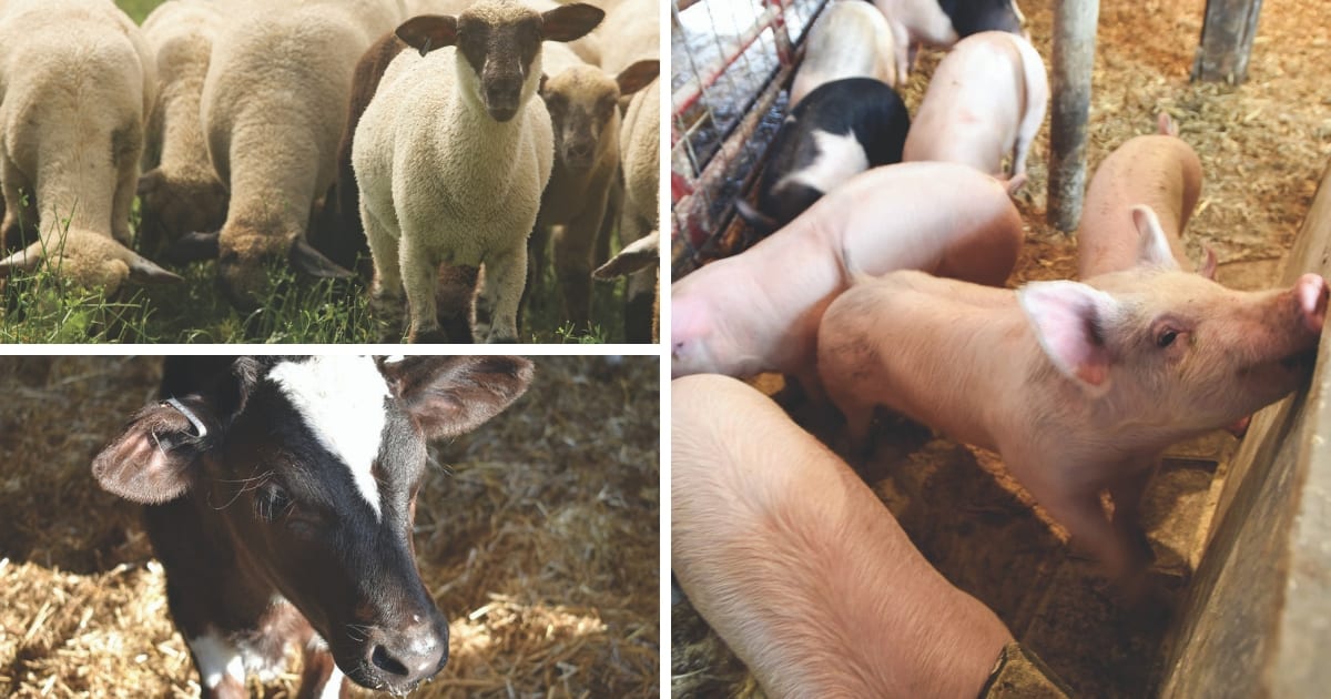Humane officers learn about livestock care - Ohio Farm Bureau