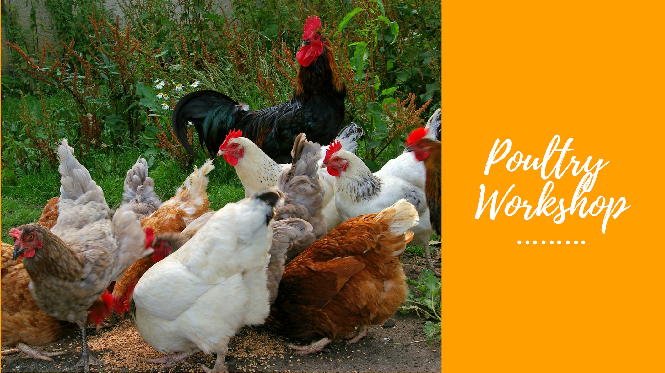 Poultry Workshop: A Homeowners Series on Raising a Healthy & Safe Flock ...