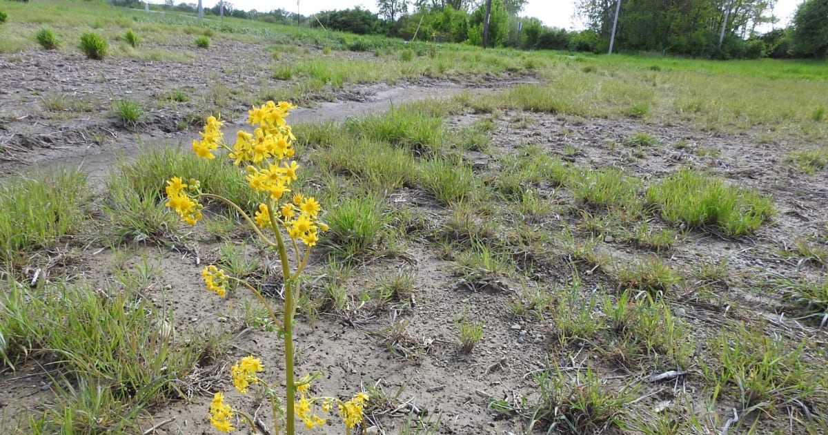 Ohio’s spring planting off to slowest start on record - Ohio Farm Bureau