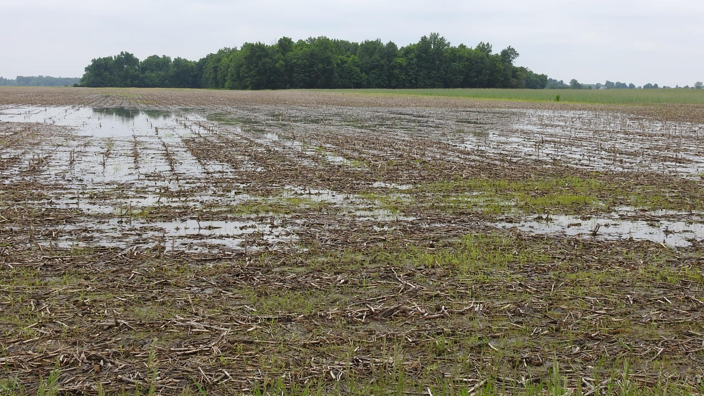 Unplanted fields only yield confusion for Ohio farmers - Ohio Farm Bureau