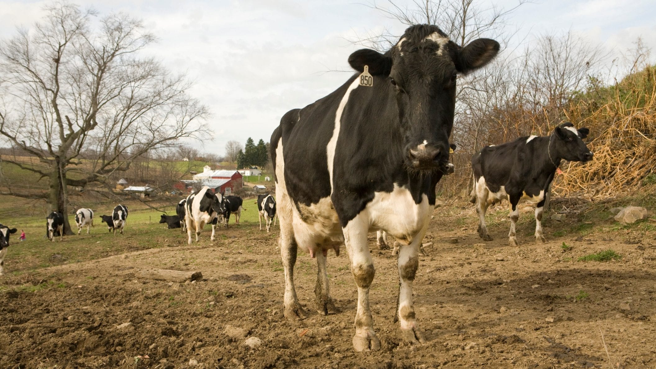 Nationwide News: Create a safe dairy operation - Ohio Farm Bureau