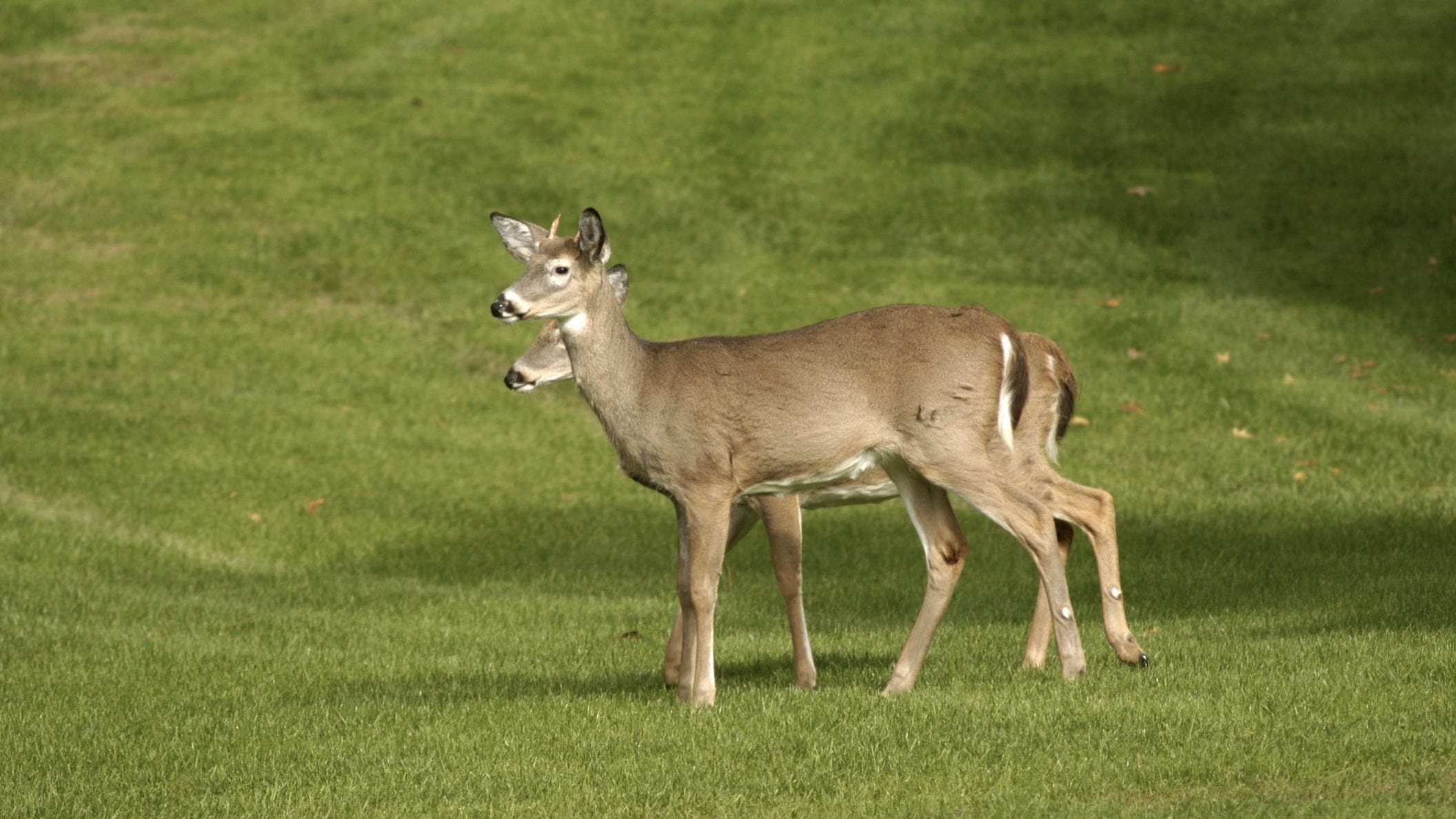 Deer damage control permits - Ohio Farm Bureau