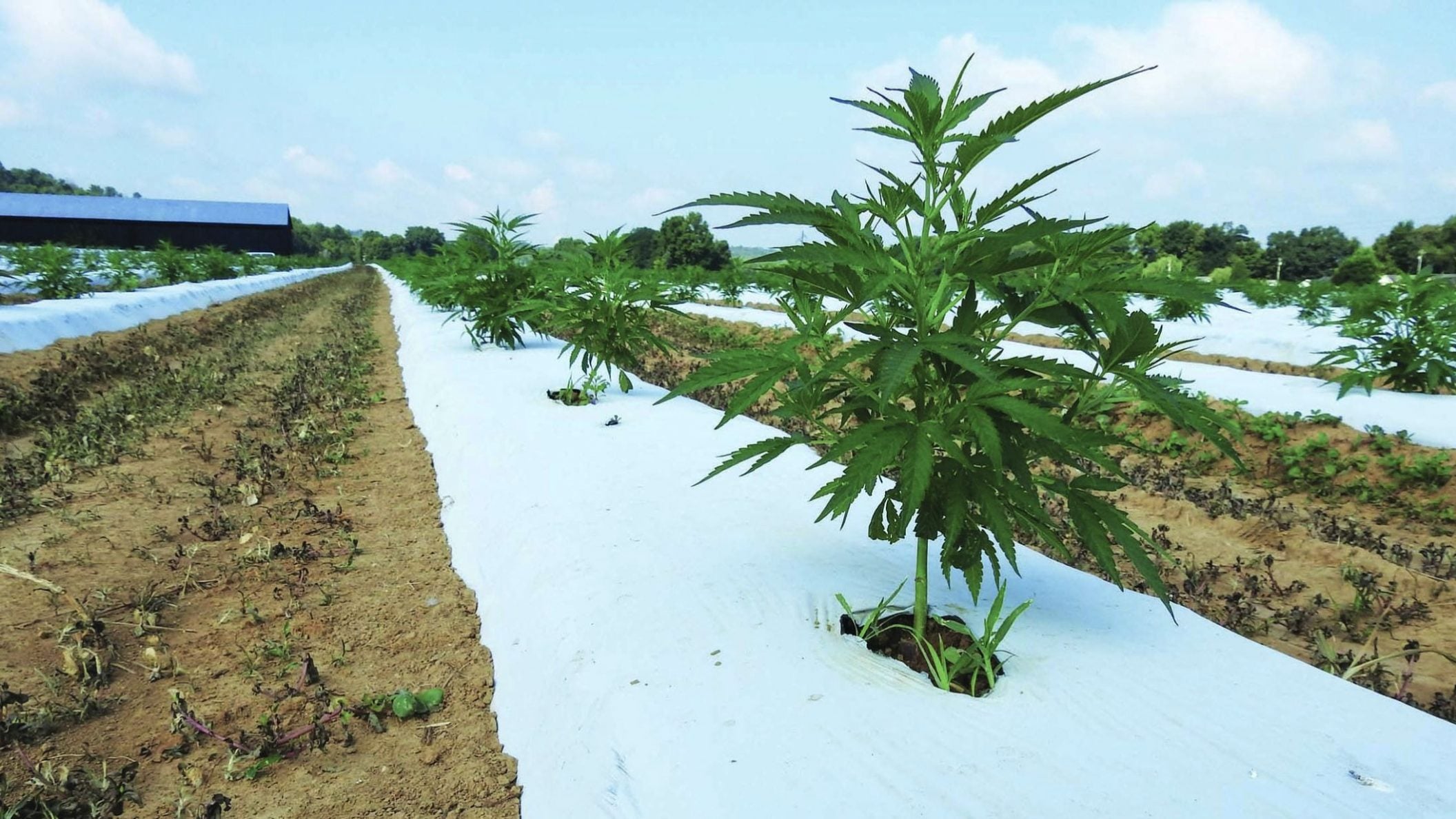 Advice for Ohio farmers as hemp production ramps up - Ohio Farm Bureau