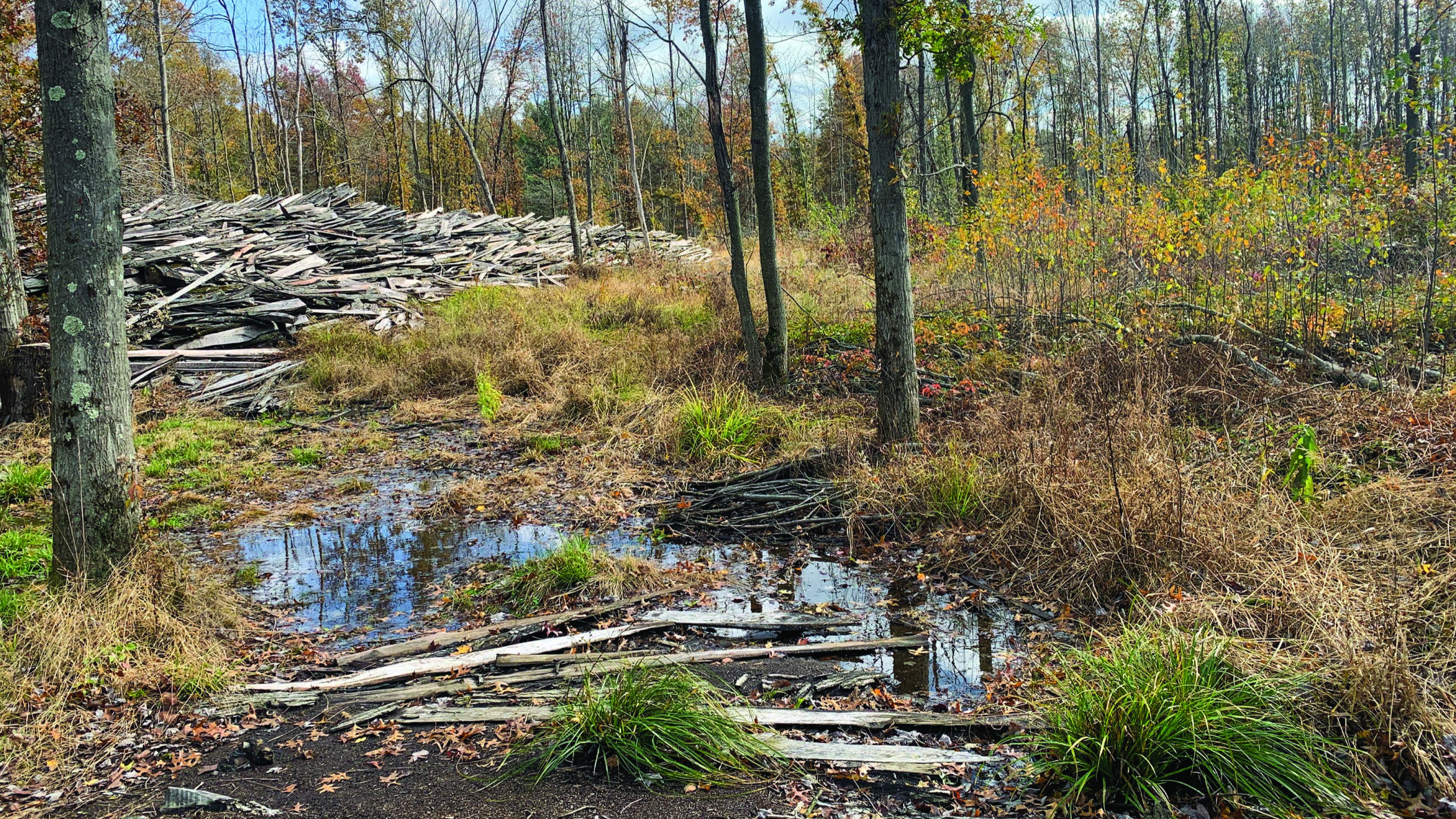 Landowners urged to check with forester before harvesting timber - Ohio ...