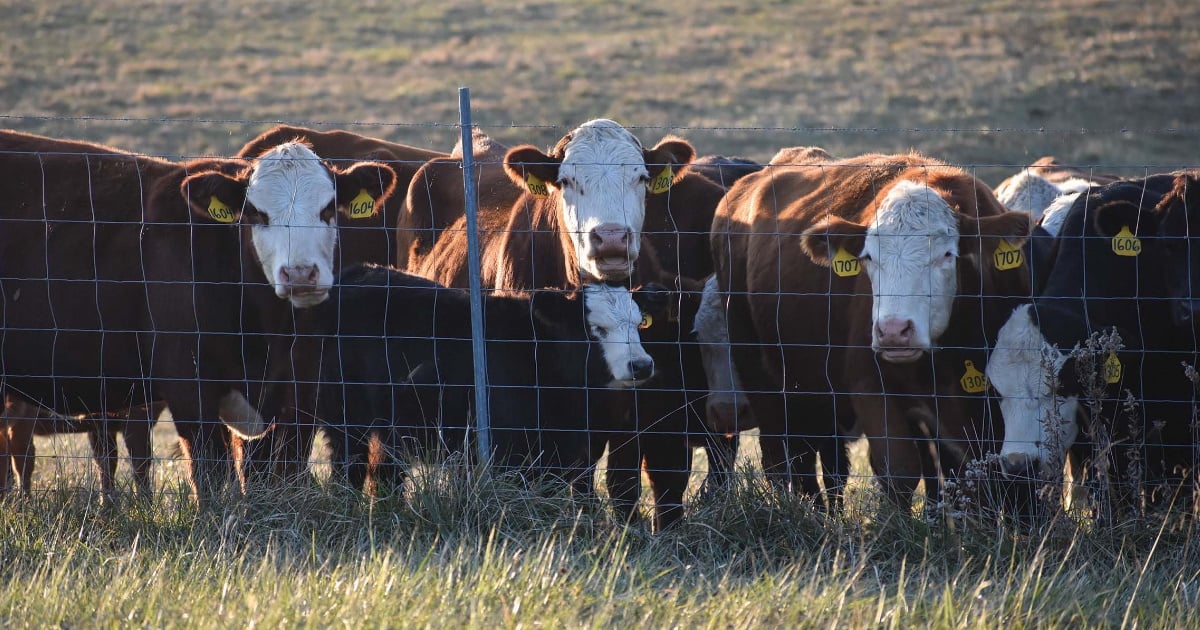 A collaboration with Ohio cattlemen - Ohio Farm Bureau