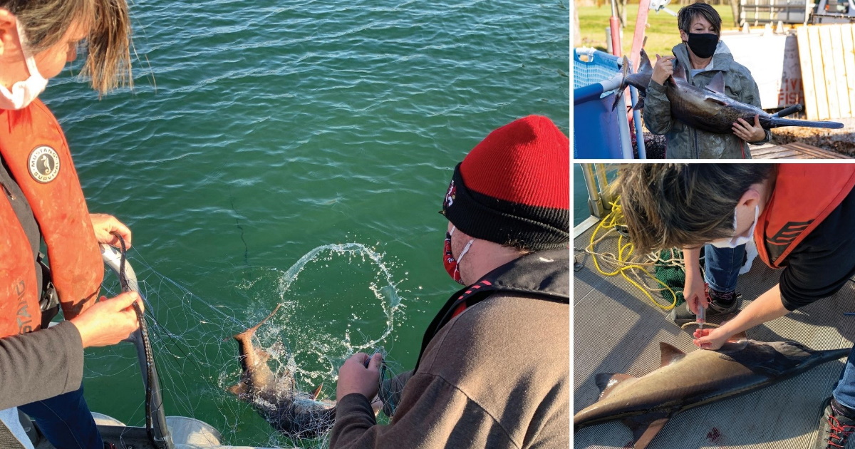 A deep dive into free-range caviar - Ohio Farm Bureau